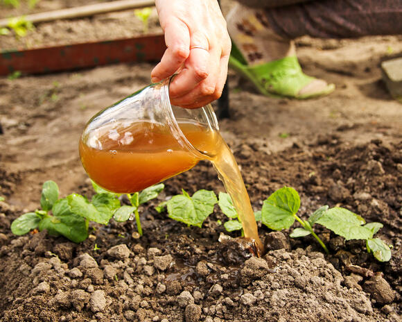 How to Make Compost Tea for a Fast-Acting Organic Fertilizer That Gives ...