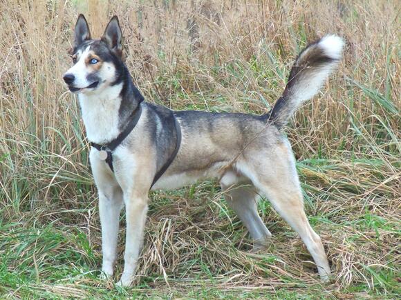 The Ultimate Sled Dog and Why the Alaskan Husky Reigns Supreme - NewsBreak