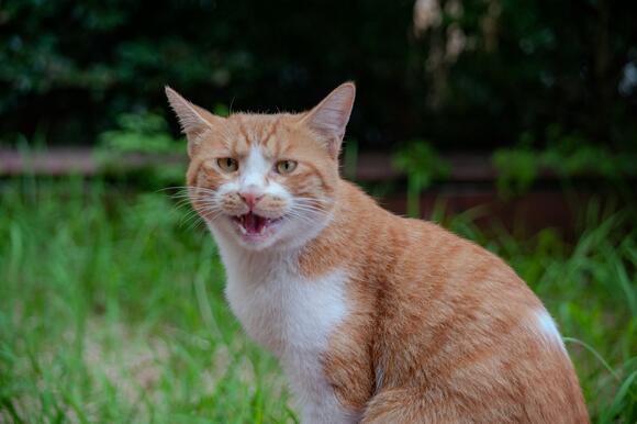 Does Your Cat’s Meow Change Based on What They Want? The Vocal Code ...