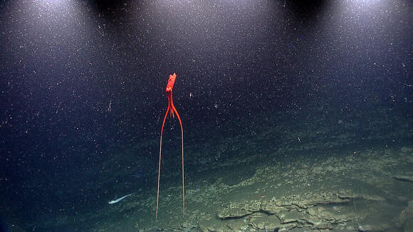 Deep-Sea Creatures Use This Bizarre Trait to Evade Predators - NewsBreak