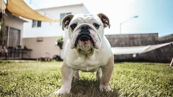 The Dog Breed That Matches Your Birth Month (And Why It Matters for ...