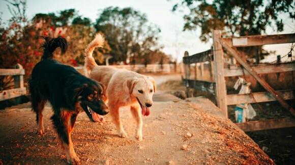 How Animals Can Always Find Their Way Home - NewsBreak