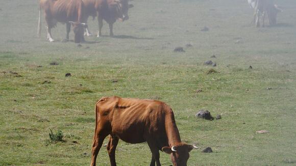 The Dark Truth About "Grass-Fed" Beef: The Legal Loophole Fooling ...