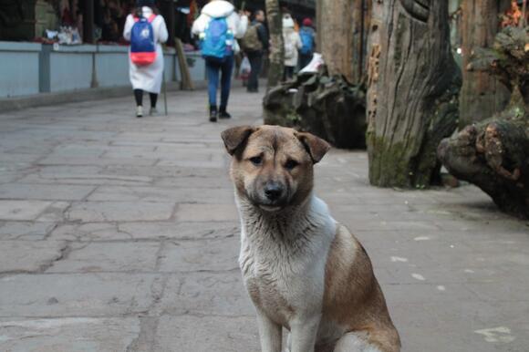 Finally, Some Good News: Seven Dog Friends Are Going Viral After They ...
