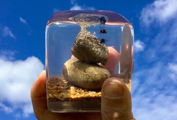 The Wombat’s Cube-Shaped Poop and the Physics Behind It - NewsBreak