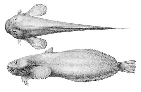 Scientists Discover a New Species in the Mariana Trench - NewsBreak