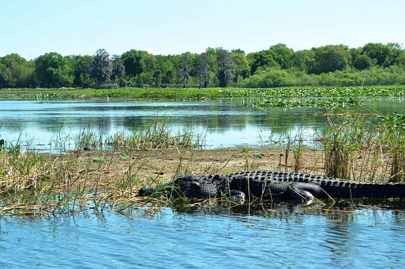 Where to Go for Guaranteed Alligator Sightings - NewsBreak