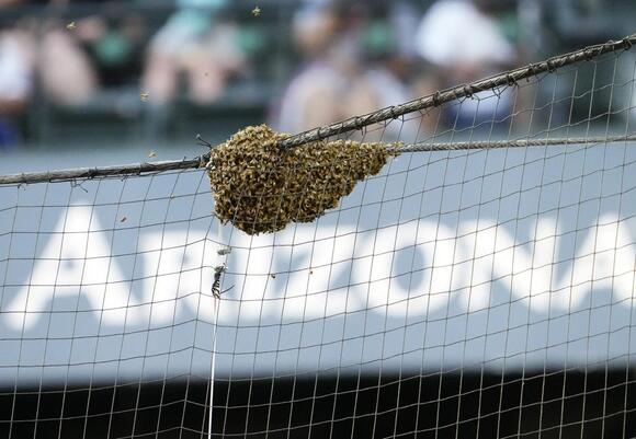 Swarm of bees delays Diamondbacks-Dodgers game in surreal scene