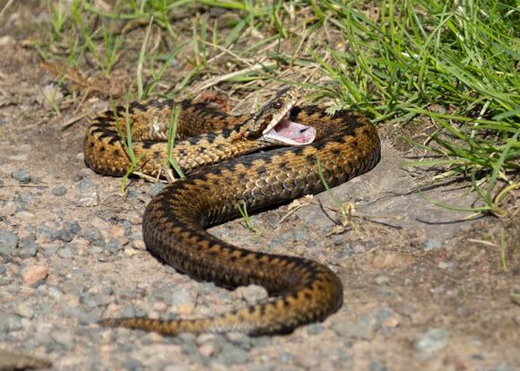The Adder: Britain’s Only Native Venomous Snake and Its Unfair ...