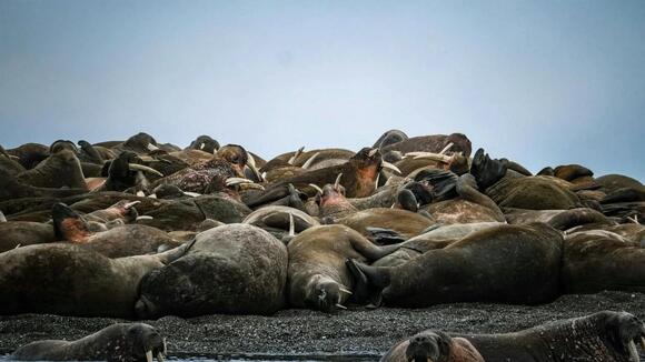 Porcupine Caribou Herd Migration in Alaska - NewsBreak
