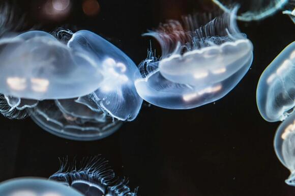 Bioluminescence in the Deep Sea How Animals Create Their Own Light ...