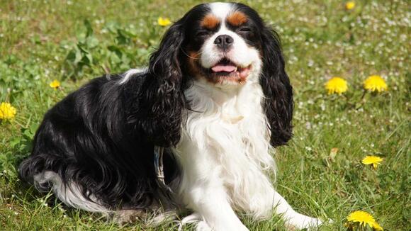 15 Dog Breeds That Struggle Most With Being Home Alone - NewsBreak
