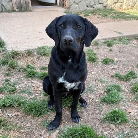 🐶 Playful, Gentle & Loyal Dogs Ready for Adoption in Huntsville - NewsBreak
