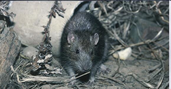 First US Case of 14th-Century Bubonic Plague That Killed 50 Million ...