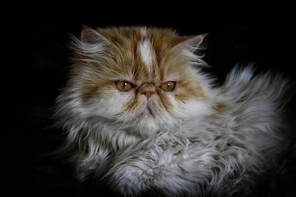 The Truth Behind the ‘Grumpy’ Cat Face: It’s Often a Misunderstood ...
