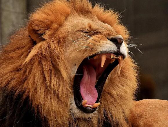 What Animal Symbolizes How Your Zodiac Sign Handles Conflict - NewsBreak