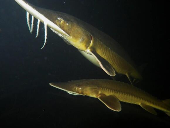 These Rare Fish Still Swim in the Great Lakes - NewsBreak