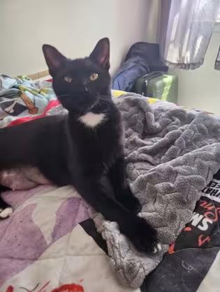 🐱 Sweet Cats Ready for Adoption in Blackwood, NJ - NewsBreak