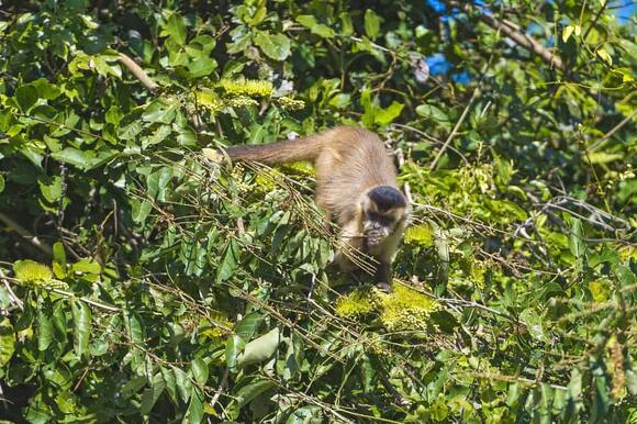 How Monkeys Are Trained in Certain Cultures—And the Ethics Behind It ...