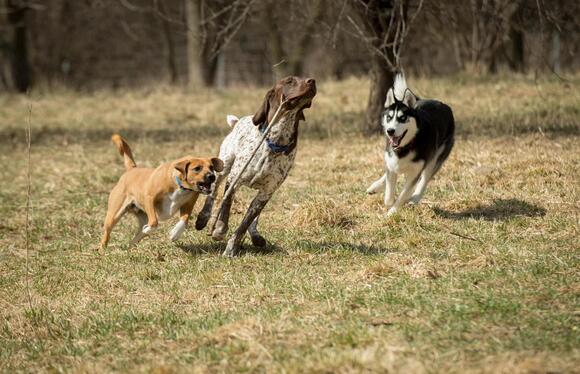 10 Ways Your Dog’s Character Shines Through in Playtime - NewsBreak