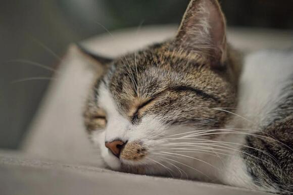 Frozen Cat Makes Miraculous Recovery After Snow Burial - NewsBreak