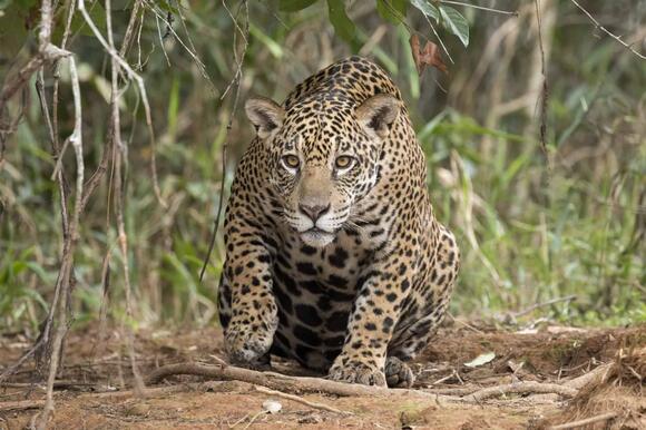 15 Unusual Predators That Hunt in Complete Darkness - NewsBreak