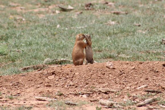 The Prairie Dog Language: How North Dakota’s Tiny Rodents Have One of ...