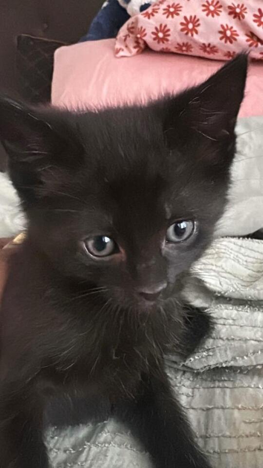 🐱 Playful & Loving Cats Ready for Adoption in Lawrenceville - NewsBreak