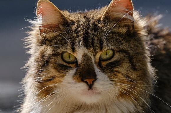 Missing Cat Returns Home After Incredible Twenty-Year Journey - NewsBreak