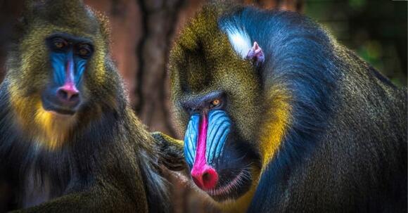 9 Most Beautiful Monkeys and Where You Can Catch a Glimpse of Them ...