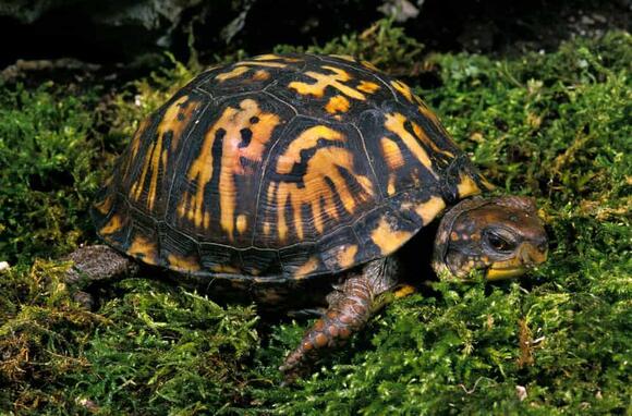 12 Animals That Can Freeze Themselves to Survive Winter - NewsBreak