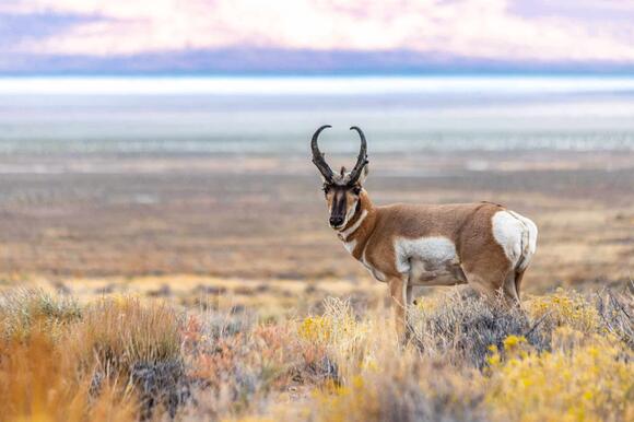 21 Animals That Call Badlands National Park Home - NewsBreak