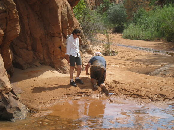 What Happens If You Fall Into Quicksand Next to a Crocodile? Scientists ...
