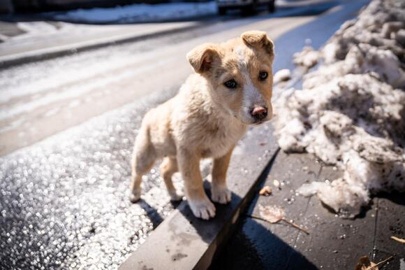 The 6 Most Common Winter Hazards for Dogs - NewsBreak