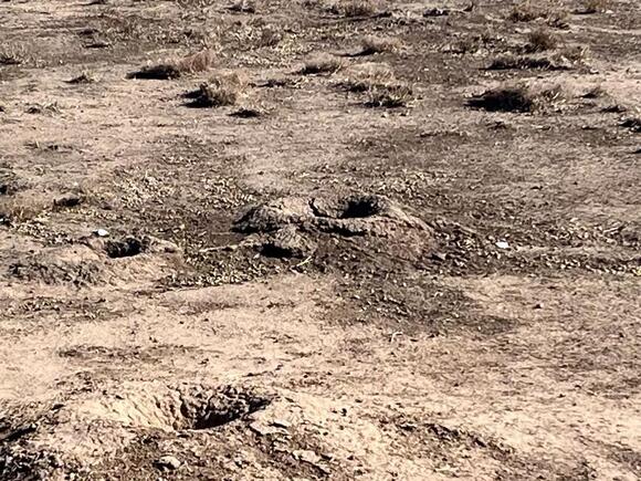 Amarillo Prairie Dogs Face Eradication at John Stiff Park - NewsBreak