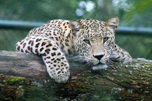 21 Reasons Why You Should Keep Your Distance from Wild Animals - NewsBreak