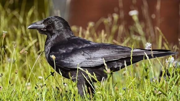 Injured Raven Returns to the Wild After Recovery at California Rescue ...