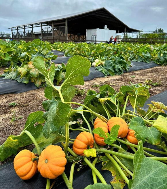10 Adorable Instagram-Worthy Pumpkin Patches in Orlando - NewsBreak
