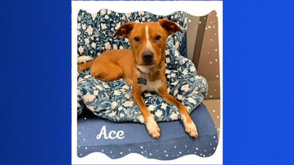 Paws & Pals: Dogs up for adoption now at Forgotten Friends of Long Island