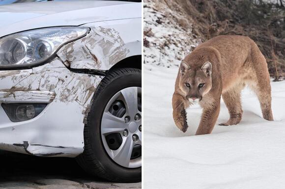 Michigan DNR: Cougar Hit By Vehicle In The U.P. - NewsBreak