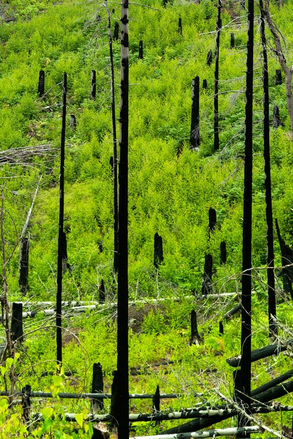 Biofuels Are Destroying Forests: The Other Side of Green Energy - NewsBreak