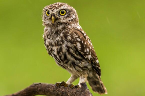 10 Common Animal Myths That You Need to Stop Believing - NewsBreak