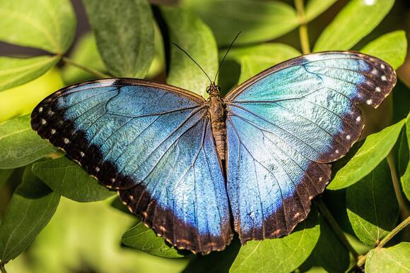 9 Animals With the Most Vibrant Colors in Nature - NewsBreak