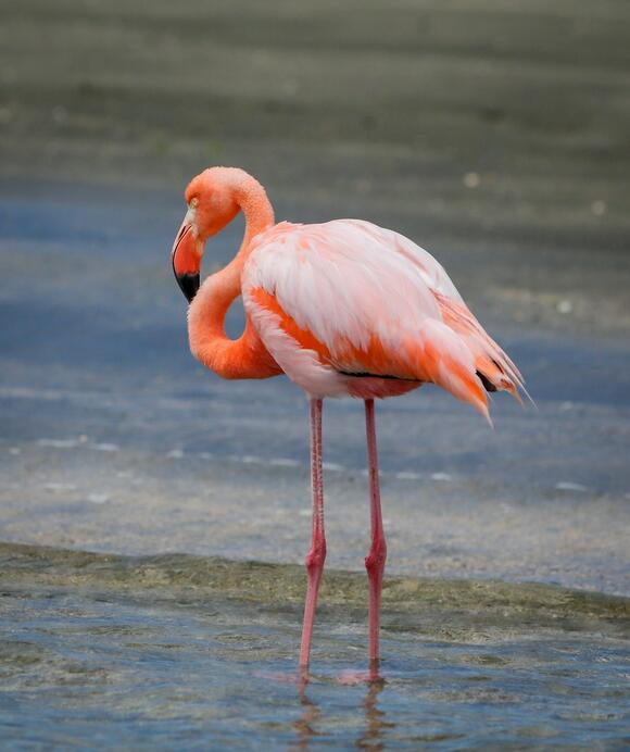 15 Creatures That Thrive in Active Volcano Zones - NewsBreak