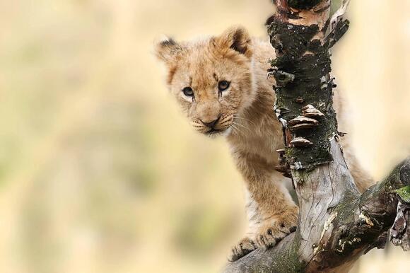 Watch: Lion Cub Drinks Water From Waterhole - NewsBreak