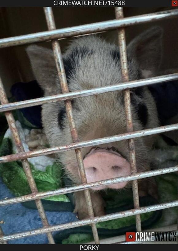 Pig captured after over a month on the loose in Pennsylvania - NewsBreak