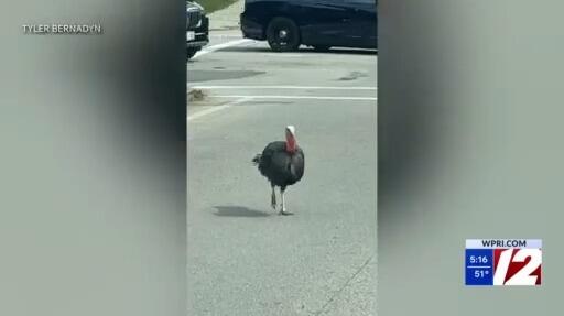 ‘Gravy’ the turkey gains notoriety for holding up traffic in Rhode ...