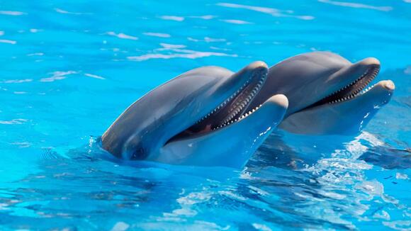 Why Bottlenose Dolphins Are So Common Along the U.S. Coast - NewsBreak