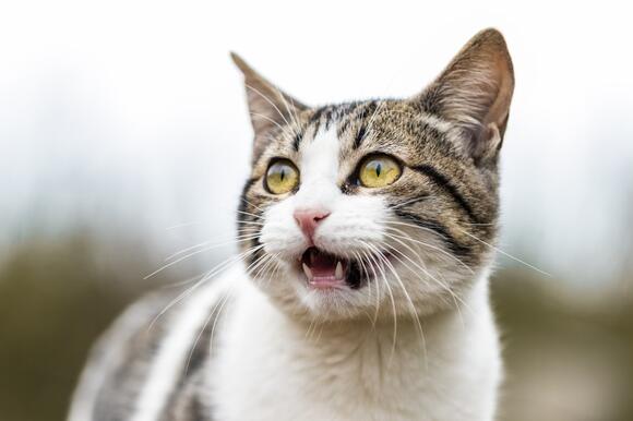 10 Funny Things Cats Are Scared of and It Makes No Sense - NewsBreak