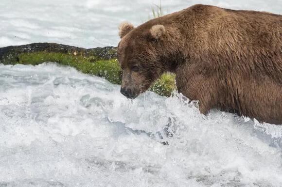 Rare Bear-Spotting Wildlife Spots - NewsBreak